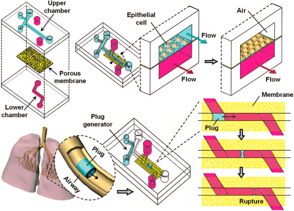 Lung-on-a-Chip: History, Origins and Development - Elveflow