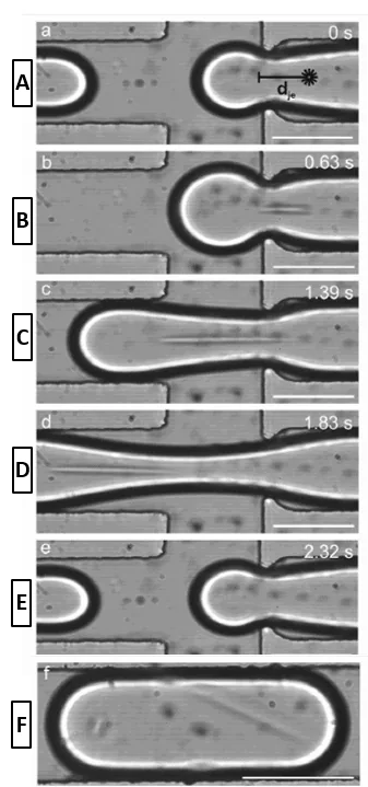 Microgel generation and Encapsulation in Microdroplets - Elveflow