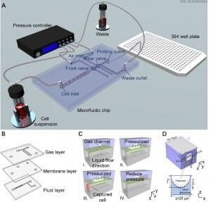 Dynamic single cell screening - Elveflow