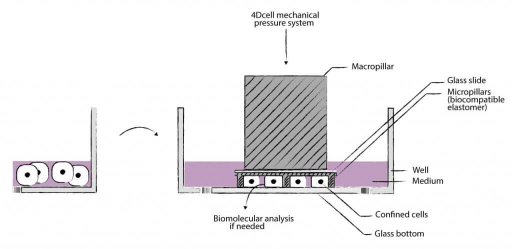 DNA protection from mechanical stress in cells using microfluidics ...