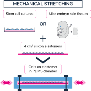 DNA protection from mechanical stress in cells using microfluidics ...