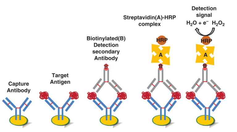 Microfluidics for point-of-care diagnostic devices: a review - Elveflow