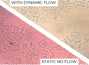 Microfluidic perfusion for dynamic cell culture - Elveflow