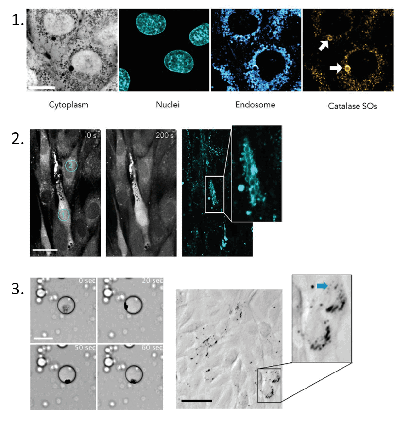 Fabrication of synthetic organelles using bottom-up biology - Elveflow