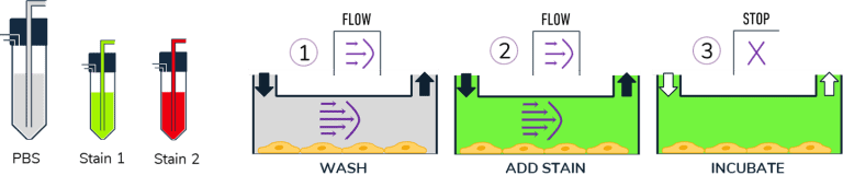 How to stain cells cultured in a microfluidic chip? - Elveflow