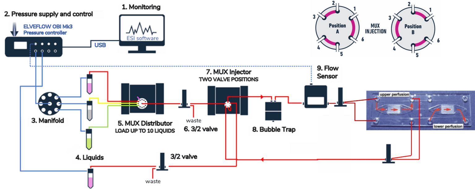 Endothelial Cell Culture - Elveflow