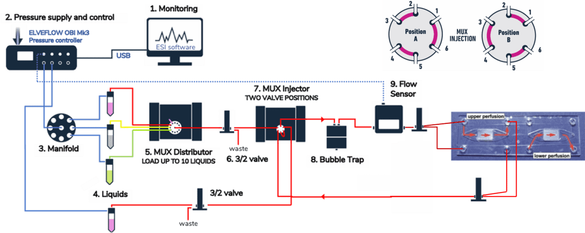 Endothelial Cell Culture - Elveflow