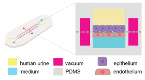 Development of a human bladder on chip model - Elveflow