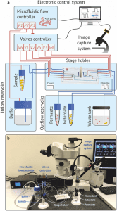On chip bacteria separation and concentration - Elveflow