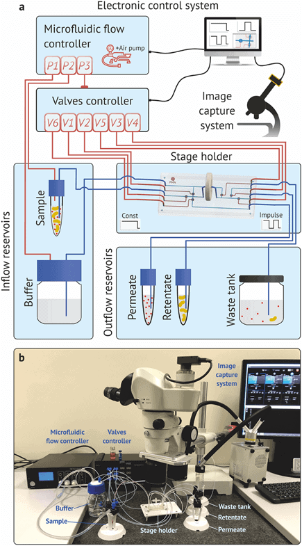 On chip bacteria separation and concentration - Elveflow