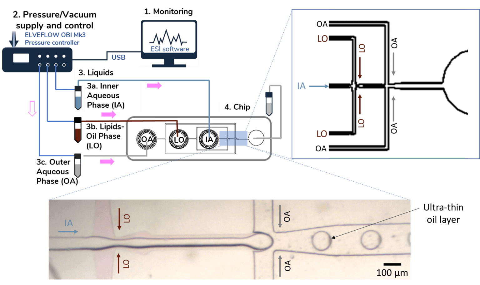 Double emulsion for encapsulation using microfluidics - Elveflow
