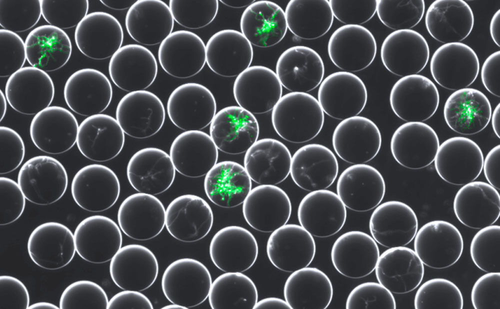 Droplet digital Microfluidics - Elveflow