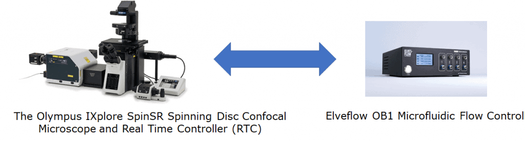 How do you synchronize a microscope with a microfluidic perfusion system?
