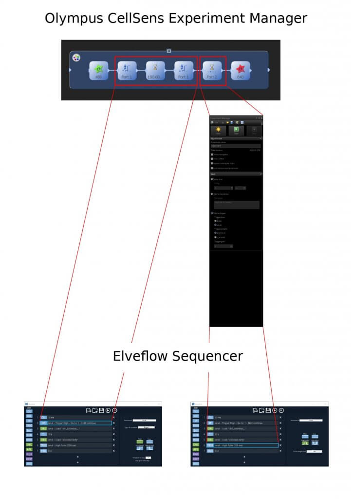 How do you synchronize a microscope with a microfluidic perfusion system?