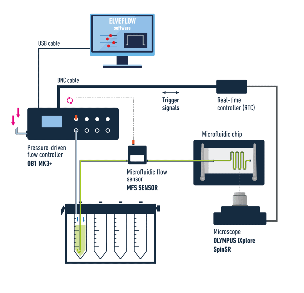 How do you synchronize a microscope with a microfluidic perfusion system?