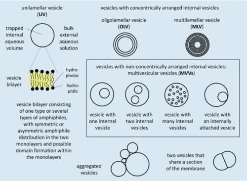 Multivesicular microfluidic vesicles for drug delivery and artificial cells