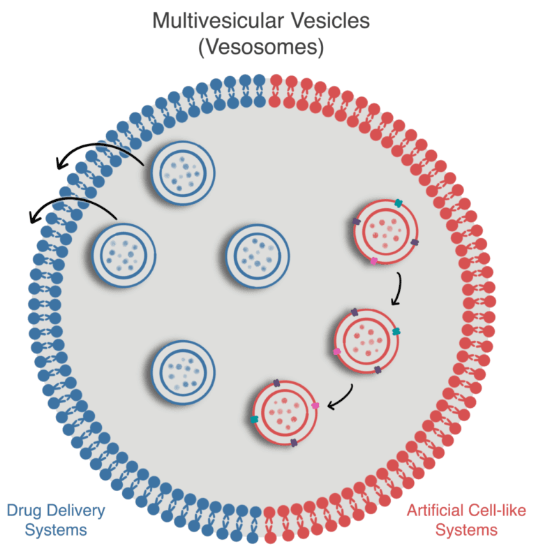 Multivesicular microfluidic vesicles for drug delivery and artificial cells Multivesicular microfluidic vesicles for drug delivery and artificial cells