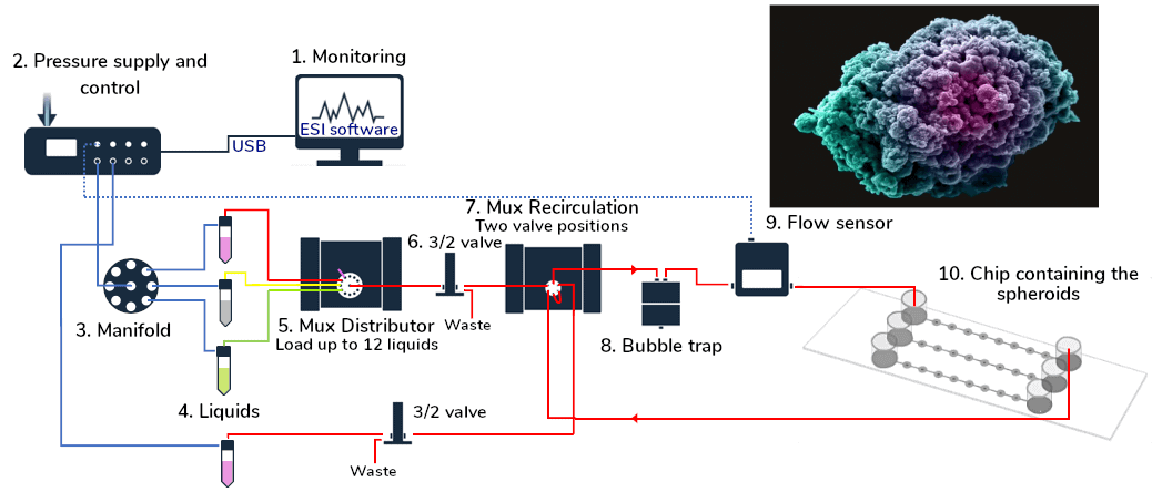 Microfluidic Spheroid Culture Platform - Elveflow