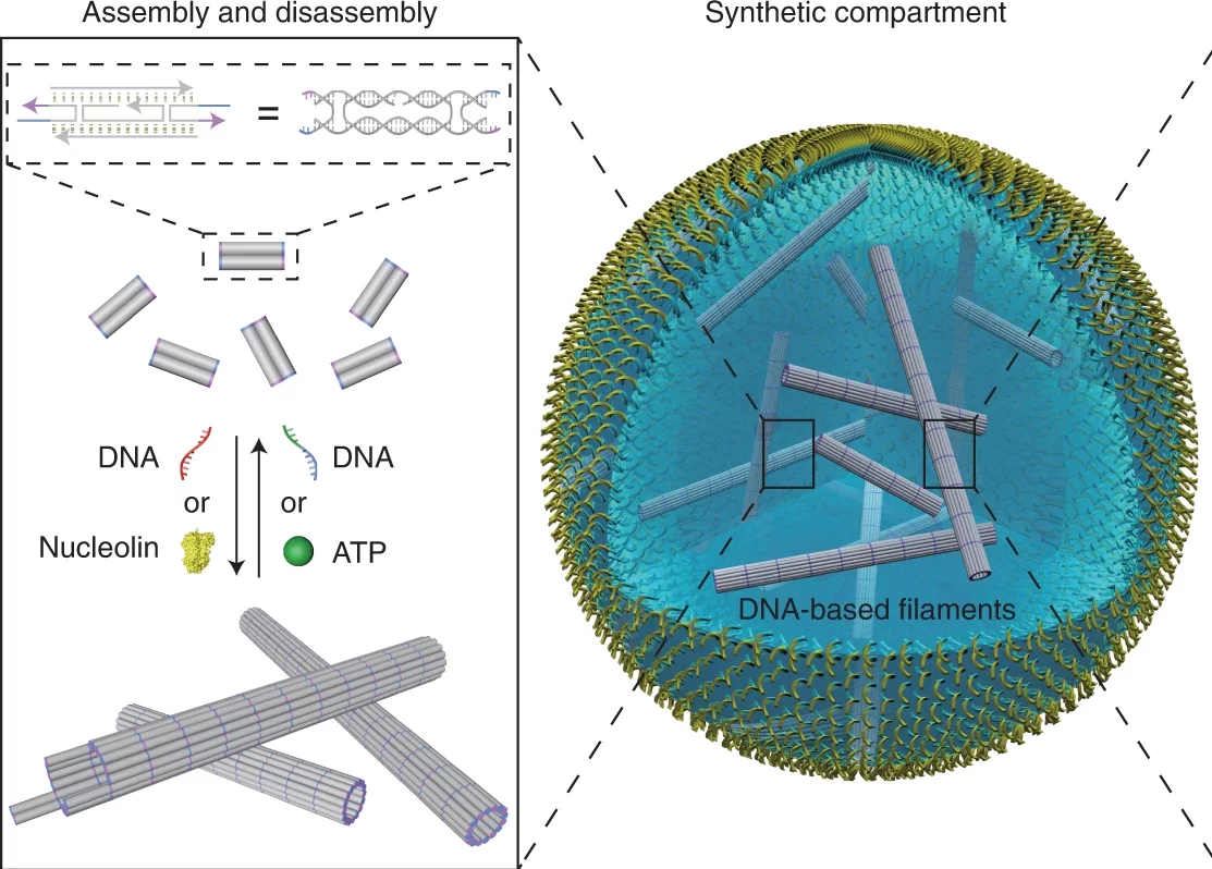 Designing DNA-based cytoskeletons for synthetic cells - Elveflow