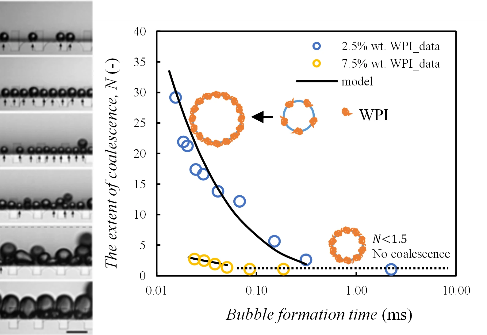 The role of protein adsorption on bubble formation and stabilization