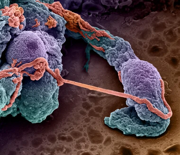 Enhance Your Research with Blood-brain Barrier chip Setup