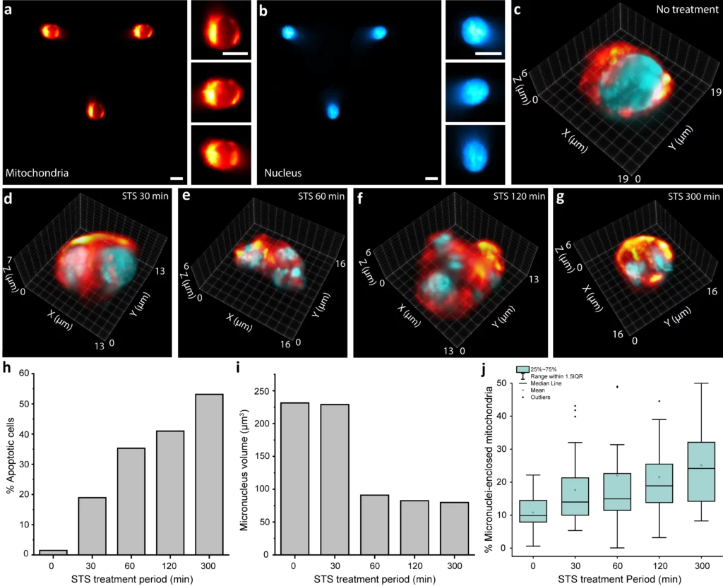 Light-field flow cytometry (LFC) for 3D single-cell analysis