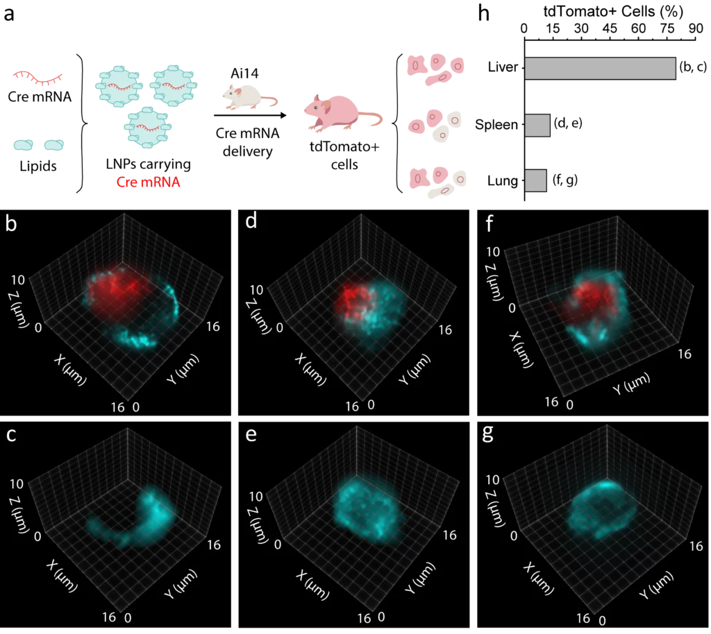 Light-field flow cytometry (LFC) for 3D single-cell analysis