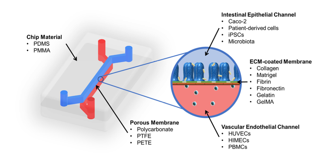 Gut on a Chip - Elveflow
