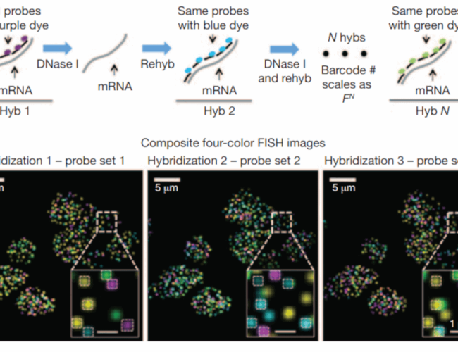 Automated Spatial Transcriptomics System for Precise Experiments